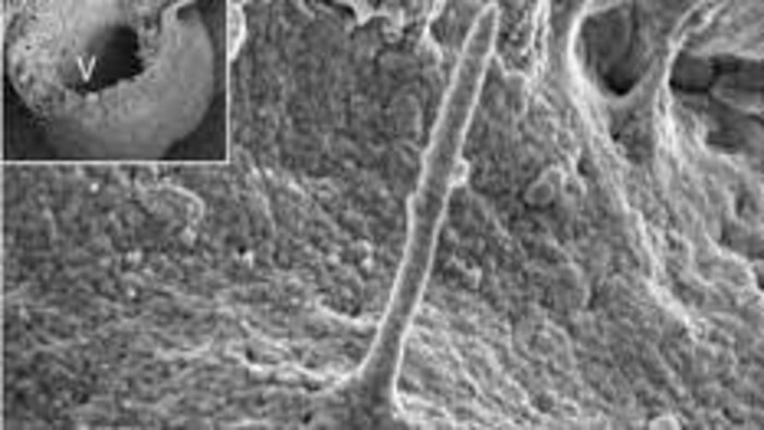 Le fonctionnement de l’« antenne » de la cellule mieux compris | Radio ...