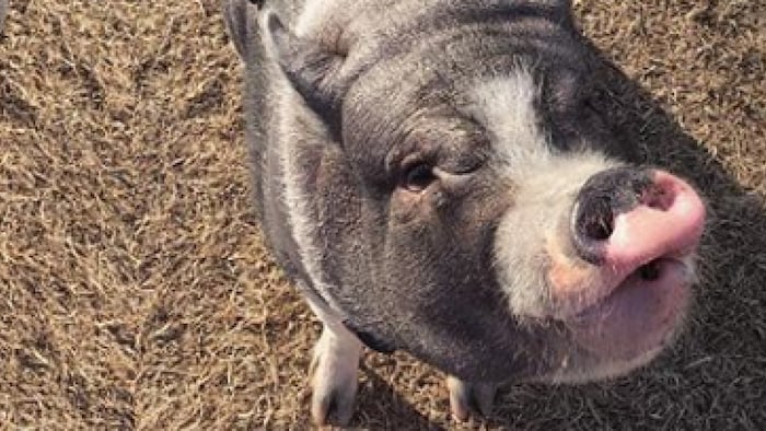 Le chien bizarre du parc Kildonan est en réalité un cochon | Radio-Canada