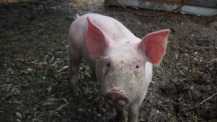 Choisir l’agriculture, pour le meilleur et pour le pire | Radio-Canada