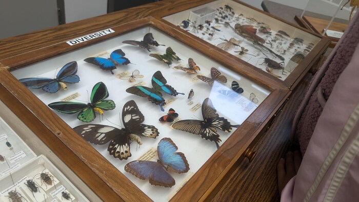 Portes ouvertes sur 19 millions d’insectes à Ottawa | Radio-Canada