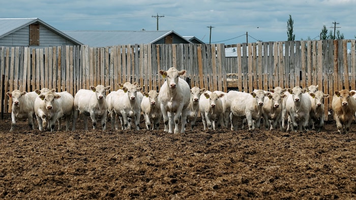 Les prix de la viande bovine atteignent un niveau record | Radio-Canada