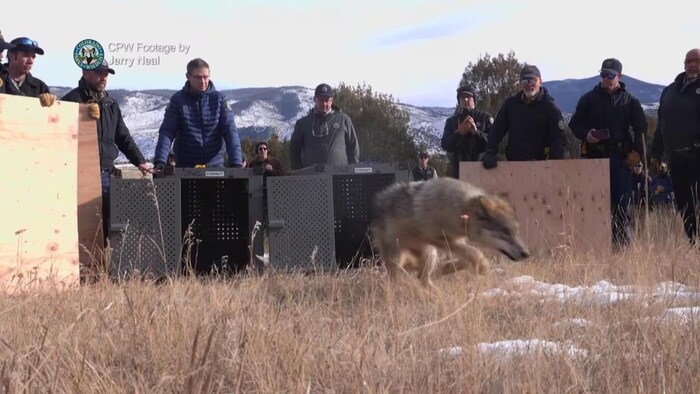 Le Colorado capturera 15 loups de la Colombie-Britannique | Radio-Canada