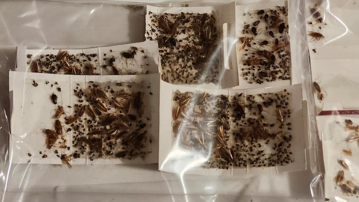 Cohabiter avec les coquerelles : cette locataire raconte son enfer ...