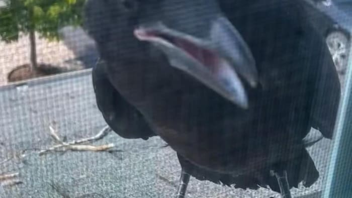 Des corbeaux refusent de quitter des maisons d’Ottawa malgré des ...