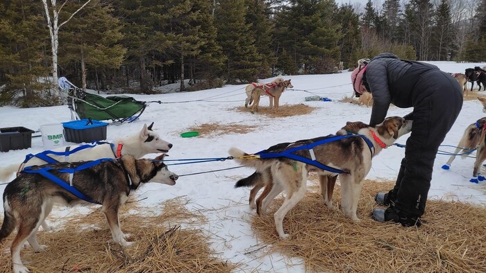 Une course internationale de traîneaux à chiens bat son plein en ...