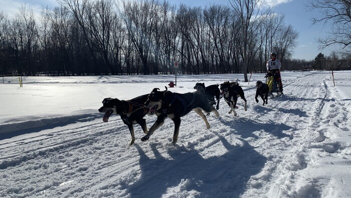 La Sarre accueille la course de chiens de traîneaux, PG Expédition ...