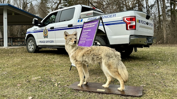 Effaroucher les coyotes à Edmonton pour cohabiter | Radio-Canada