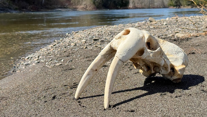 Que faire si vous trouvez un crâne de morse? L’énigme de la rivière ...