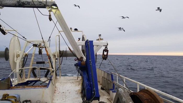 La pêche à la crevette 2023 s’amorce au Nouveau-Brunswick | Radio-Canada