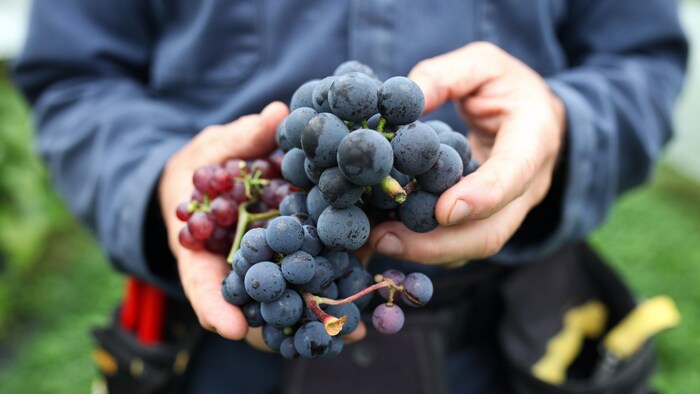 Sucrés raisins de table! | Radio-Canada