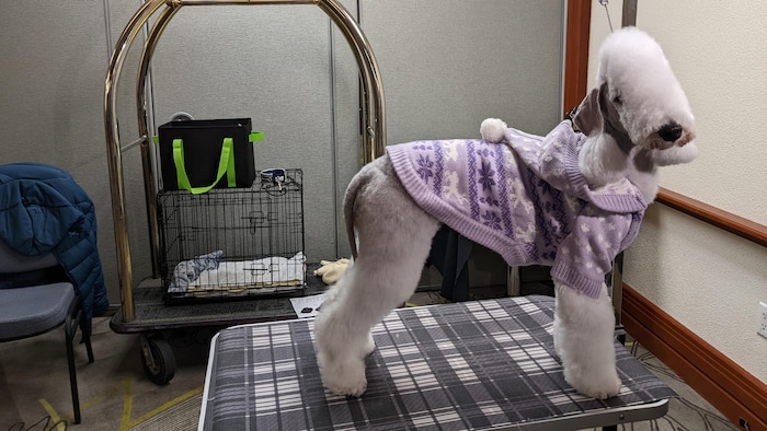 Des chiens sur leur 36 lors d’un défilé de mode canin | Radio-Canada