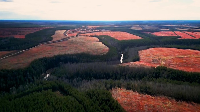 Déforestation dans la Péninsule : le maire de Caraquet demande une ...