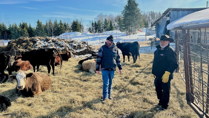 Envolée du prix du bœuf : une occasion pour les producteurs bovins ...