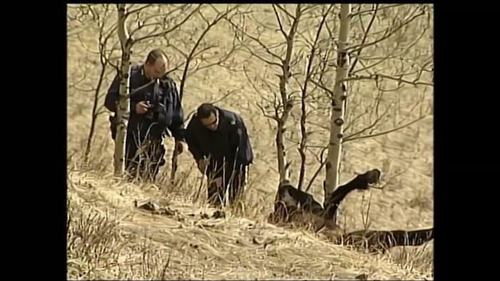 Quel avenir pour les chevaux sauvages de l’Alberta? | Radio-Canada