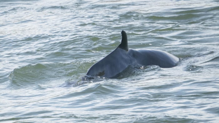 Les deux petits rorquals se trouvent toujours près de l’île Sainte ...