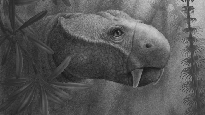 Des fossiles de dicynodontes révèlent l’évolution des défenses | Radio ...