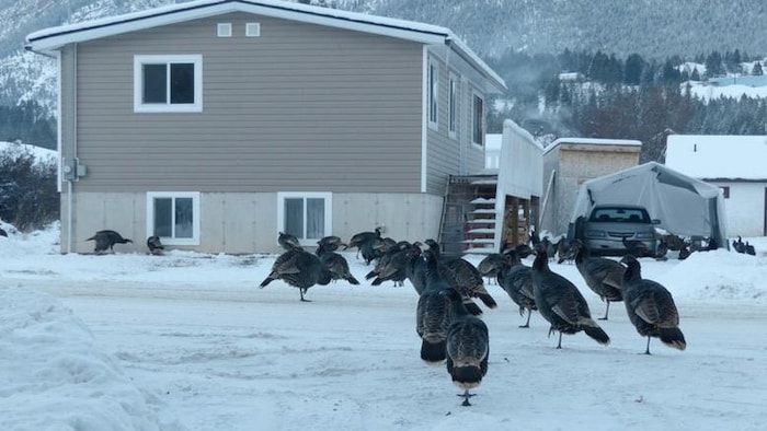 Un village est envahi par des dindes sauvages | Radio-Canada