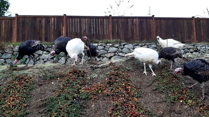 Des dindons débarquent dans une communauté de l'île de Vancouver ...
