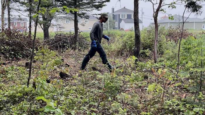 Déboiser pour mieux protéger le village de Baie-Johan-Beetz | Radio-Canada