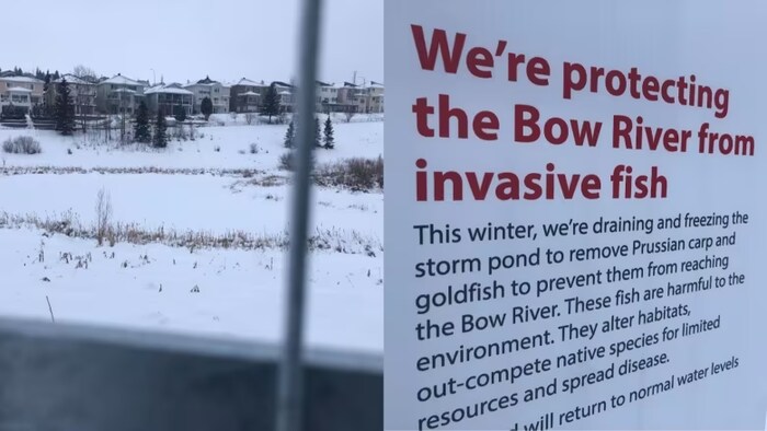 La chasse est ouverte contre les poissons rouges jetés dans les étangs ...