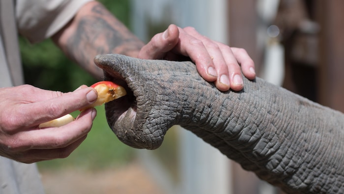La trompe d’éléphant, ce couteau suisse hypersensible | Radio-Canada