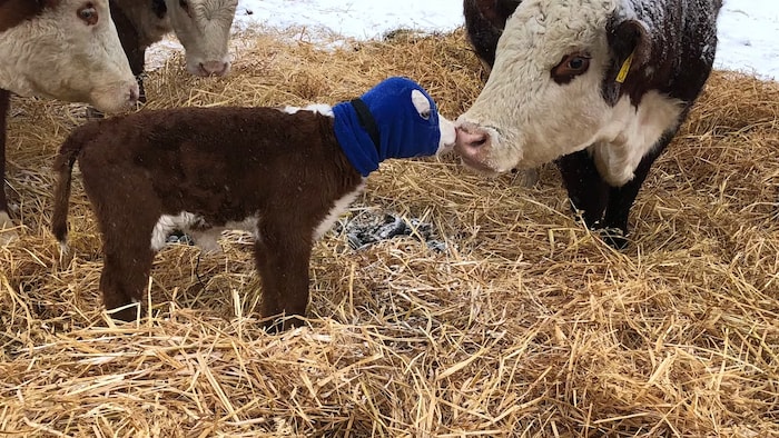 Les éleveurs de bovins de l’Alberta optimistes malgré des conditions ...