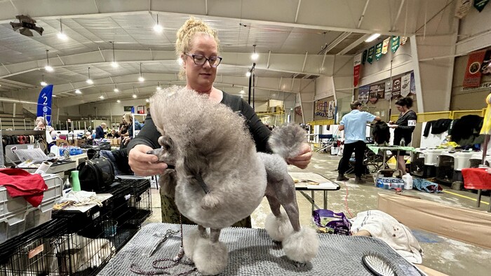 Chiens de race : portrait d’une passion au championnat de Sudbury | Radio-Canada