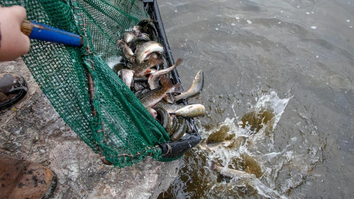 Le poisson ne mord pas? C’est qu’il y en a moins | Radio-Canada