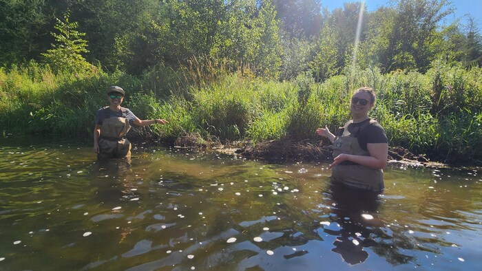 Christmas Tree Lab : le premier laboratoire canadien dédié aux arbres ...