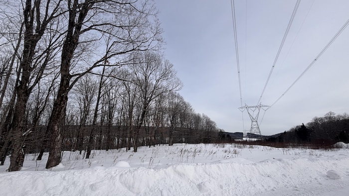 Érables menacés dans Portneuf : les producteurs veulent qu’Hydro-Québec ...