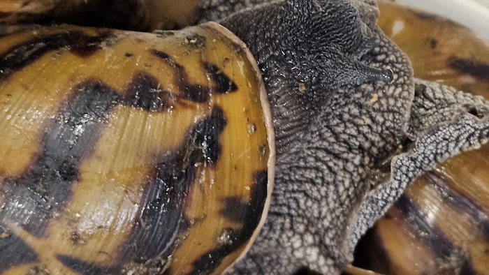 90 escargots géants africains vivants saisis à l’aéroport de Détroit ...