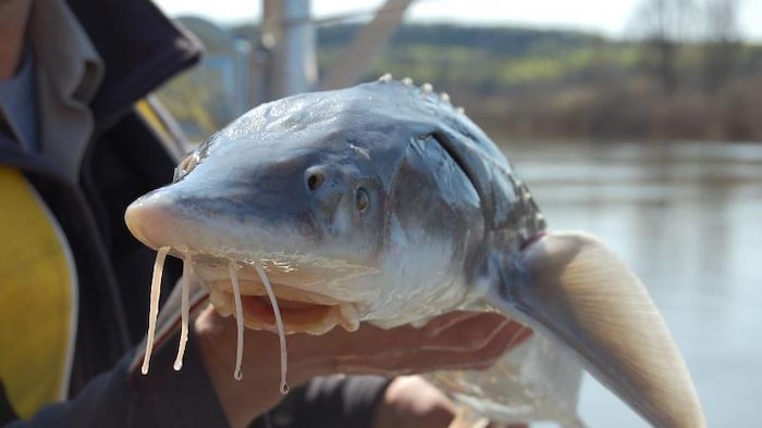 L﻿e mystère plane sur la mort d’esturgeons blancs en Colombie ...