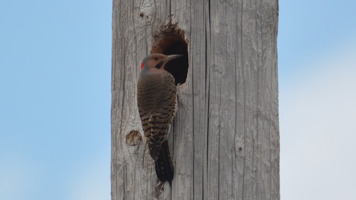 Des poteaux plus robustes pour transporter l’électricité d’Hydro-Québec ...