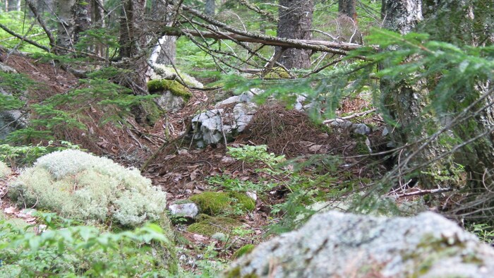 Une « ruée vers le lithium » cause un boom de claims miniers en ...