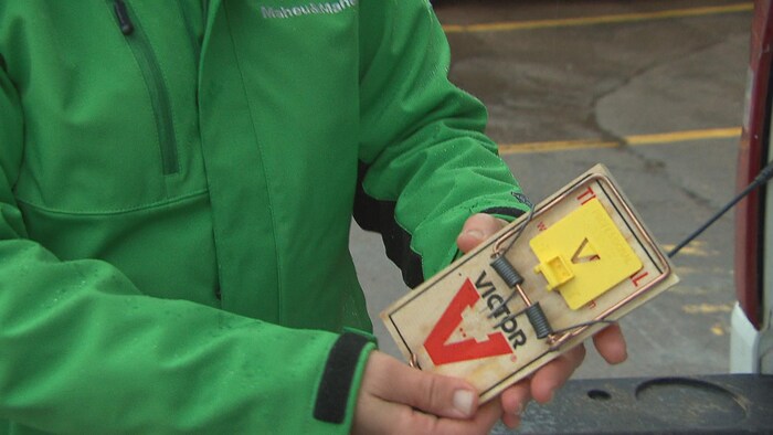Des résidents de Moncton aux prises avec des problèmes de rats | Radio ...