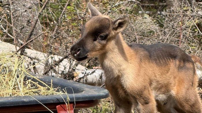 Les nouvelles naissances de caribous suscitent l’espoir en Gaspésie ...