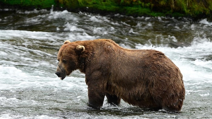 Chunk, 544 kilos et une mâchoire cassée, remporte la « Fat Bear Week ...