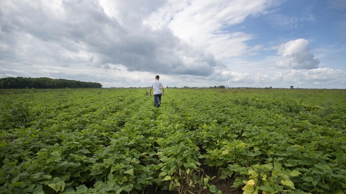 Le bio rend-il service à l'environnement? | Radio-Canada