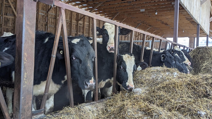 Une ferme de Lorrainville produit le meilleur lait biologique du Québec ...