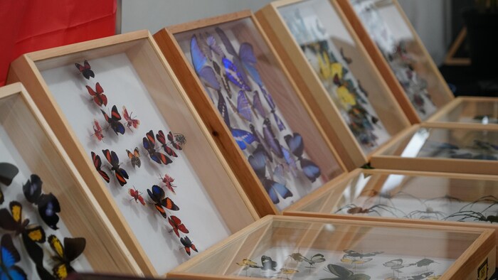 Un festival des insectes pour découvrir un monde inconnu | Radio-Canada