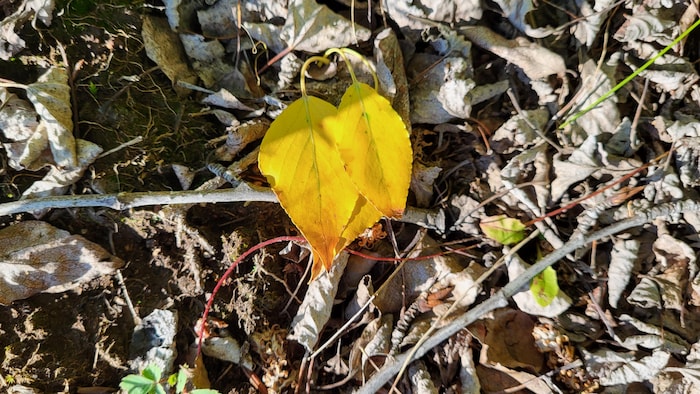 Chute des feuilles d’arbre dès juillet : « un signe de stress » | Radio ...