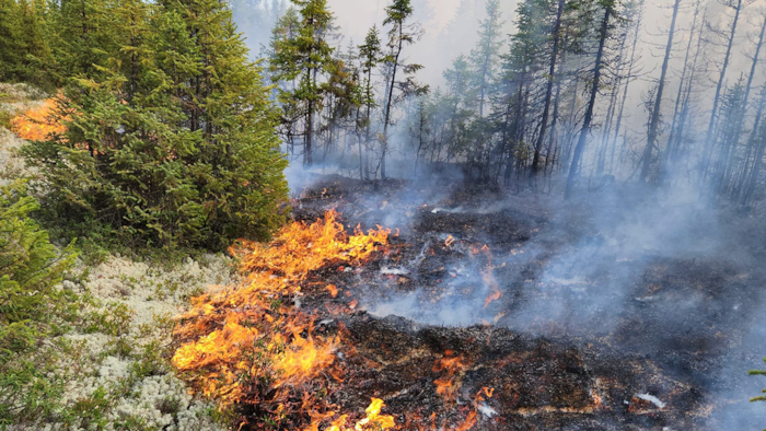 8 choses à comprendre sur les feux de forêt | Radio-Canada