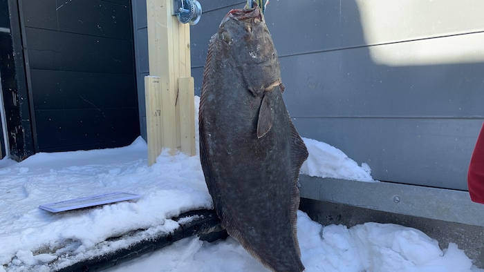Un flétan de 71 kg pêché à La Baie | Radio-Canada