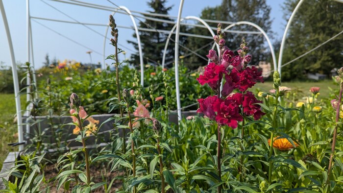 Un bouquet de fleurs 100 % local, c’est possible! | Radio-Canada