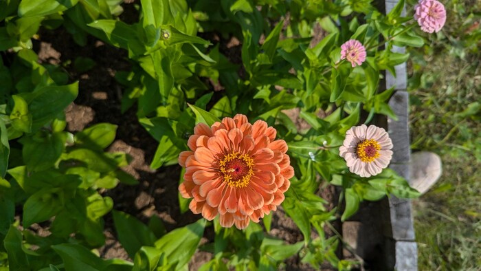 Un bouquet de fleurs 100 % local, c’est possible! | Radio-Canada