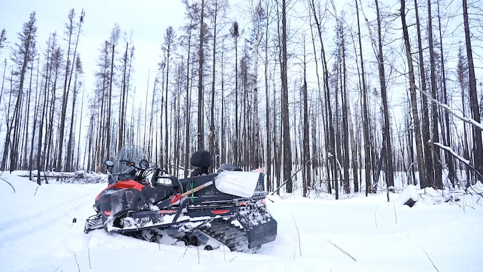 Après les flammes, la résilience : les sentiers de Flin Flon renaissent ...