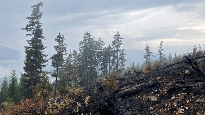 Des Premières Nations craignent que les feux de forêt ébranlent leur ...