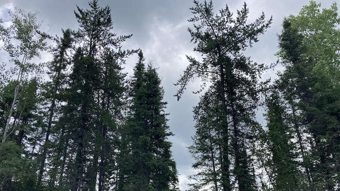 Le nombre de claims miniers a bondi de 65 % en deux ans au Québec ...