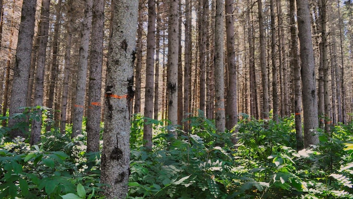 Un plan d’aménagement pour régénérer la forêt du parc de la Pointe ...