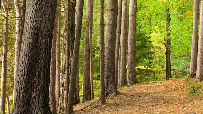 17 nouvelles forêts « exceptionnelles » protégées au Québec | Radio-Canada